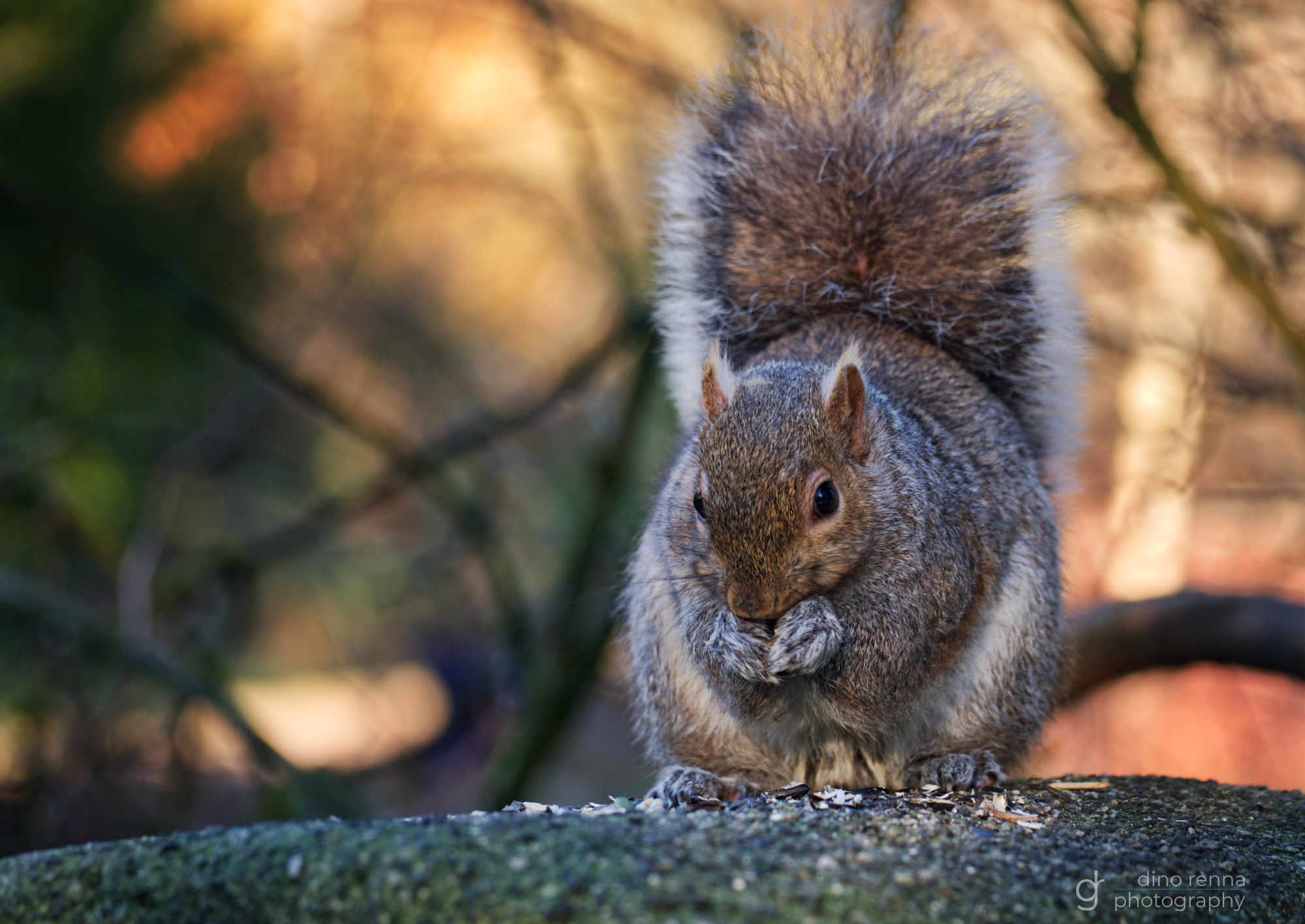 January 13, 2019 – Stanley Park, Vancouver – Canada • Dino Renna ...